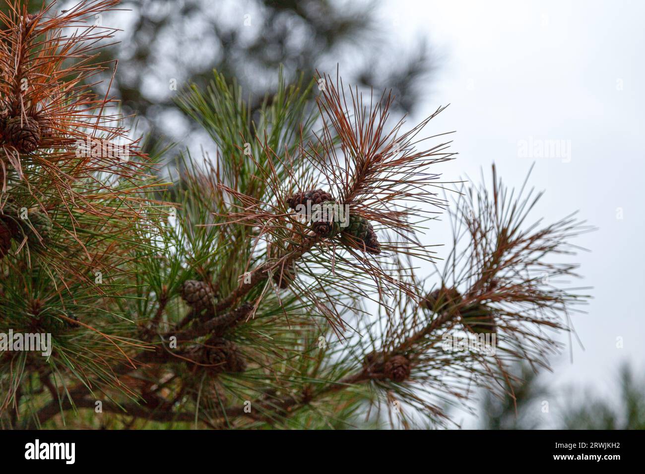 Close-up on the pinecones of a Pinus tabulaeformis Carr, also called ...
