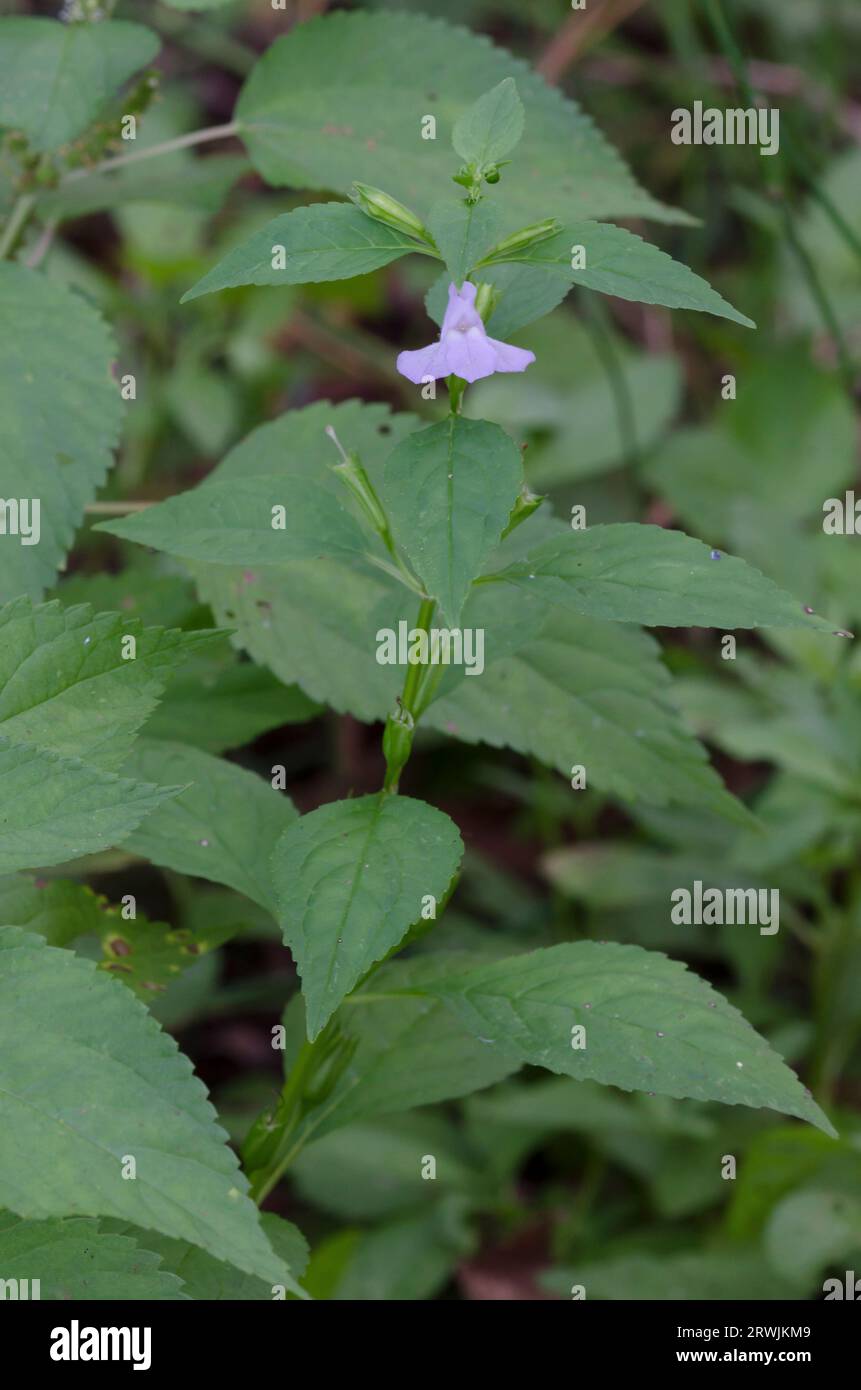 Sharpwing Monkeyflower, Mimulus alatus Stock Photo - Alamy