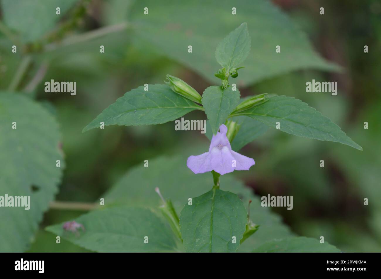 Sharpwing Monkeyflower, Mimulus alatus Stock Photo - Alamy