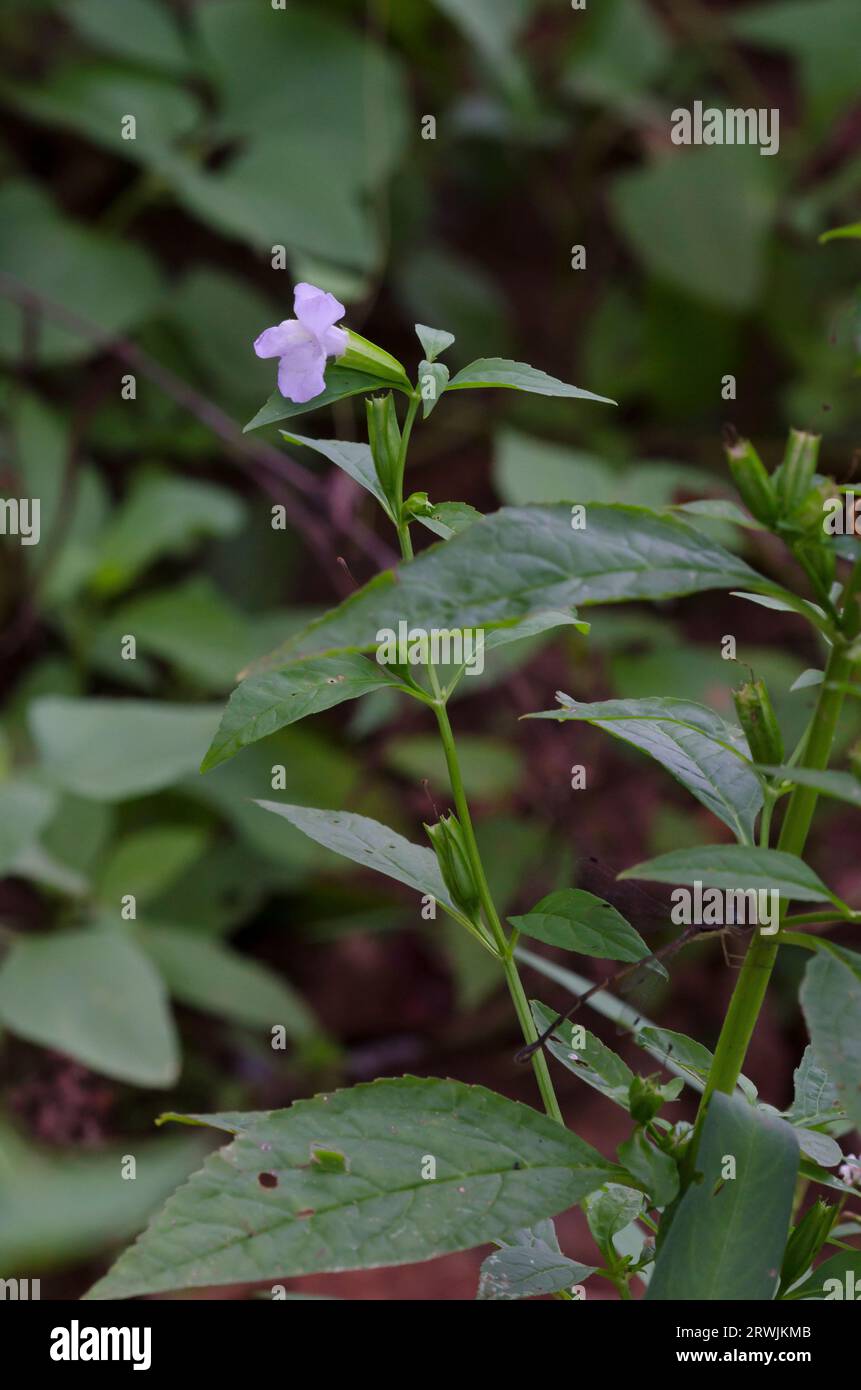 Sharpwing monkeyflower hi-res stock photography and images - Alamy