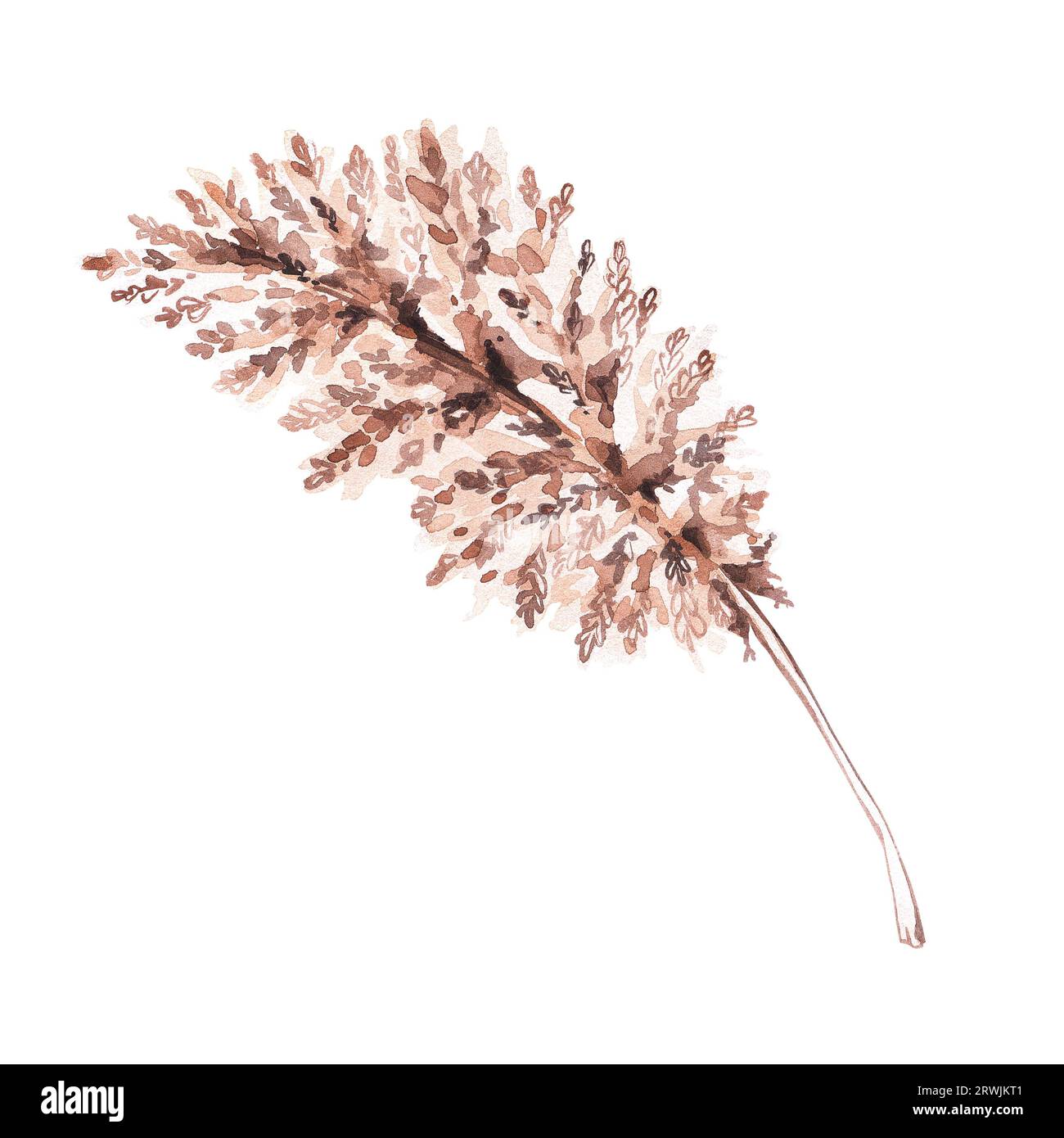 Watercolor pampas branch drawn by hand. Pampas grass in boho style ...