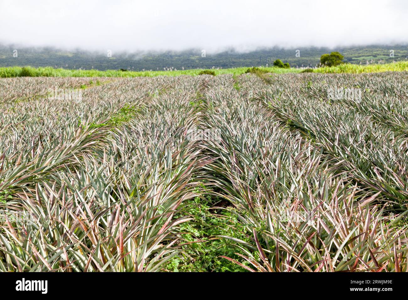 Victoria pineapple field in a plantation in Reunion Island Stock Photo - Alamy