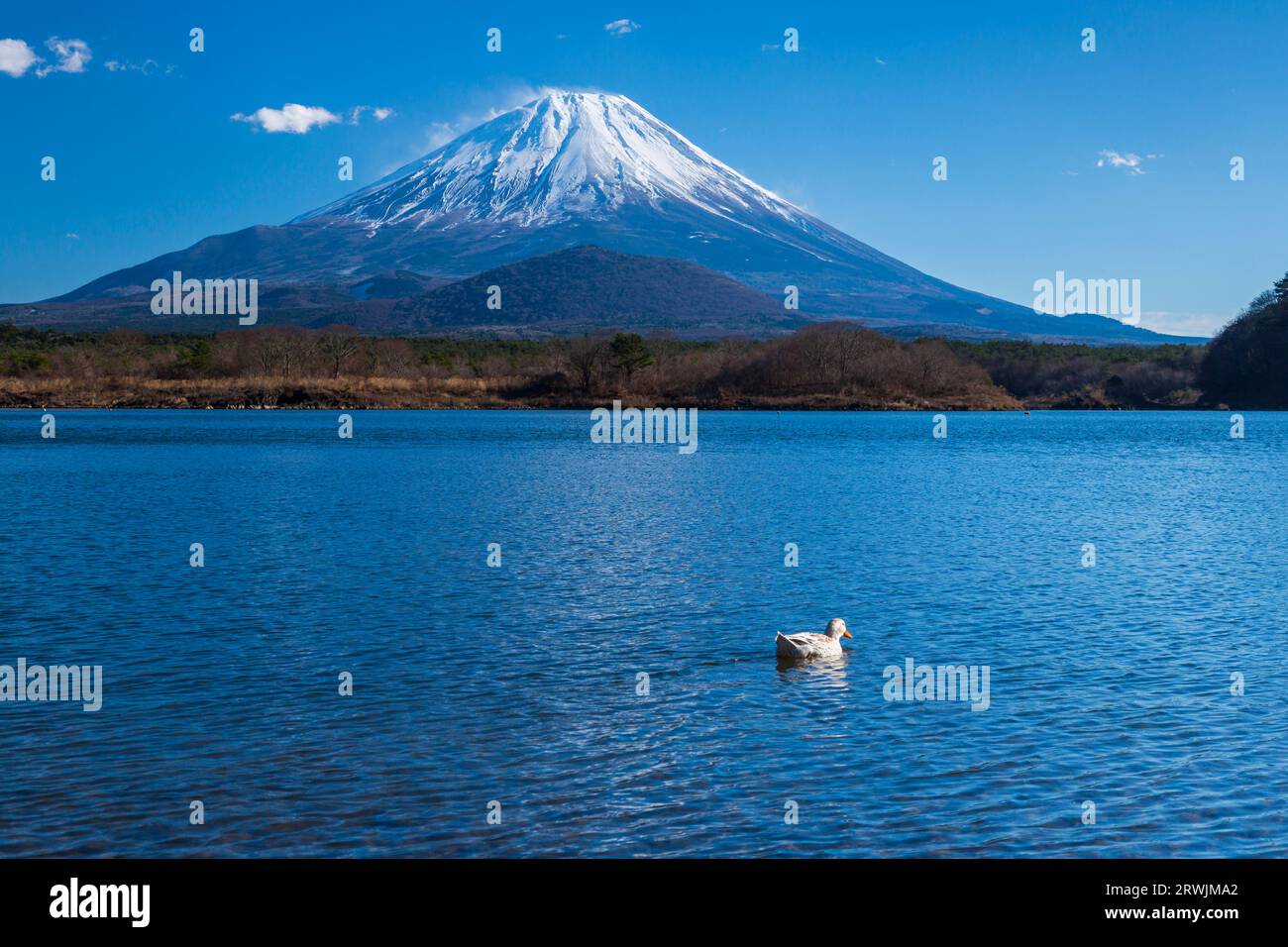 Fuji from Lake Shojin Stock Photo - Alamy