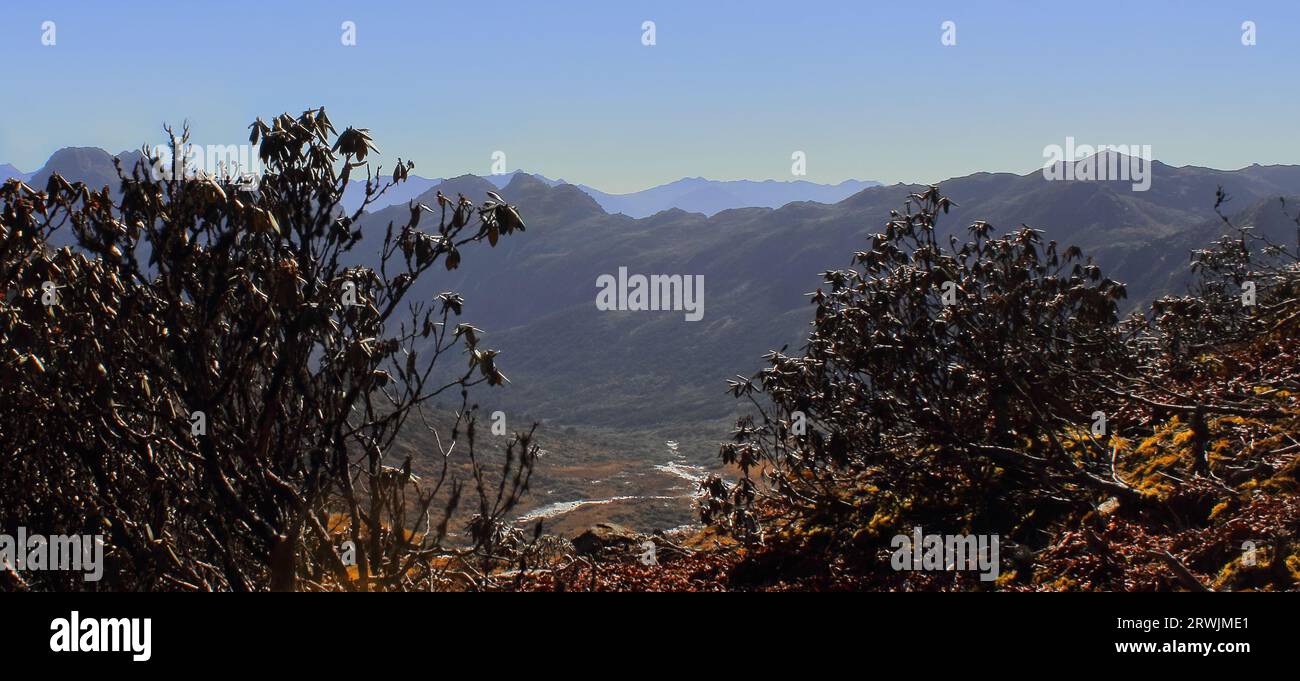 alpine tundra landscape and bushes in the high himalayan region of ...