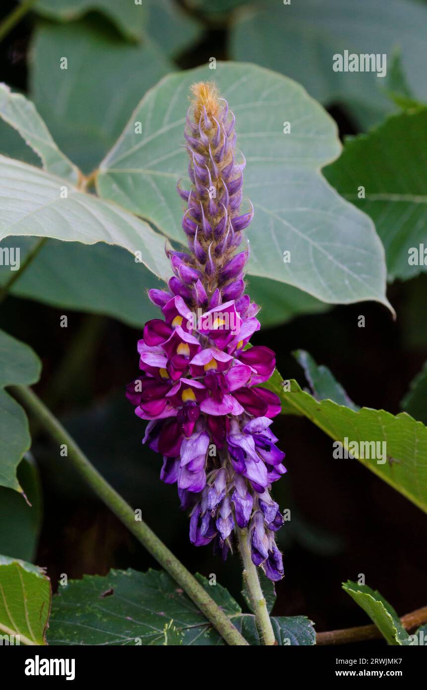 Kudzu Vine Flower