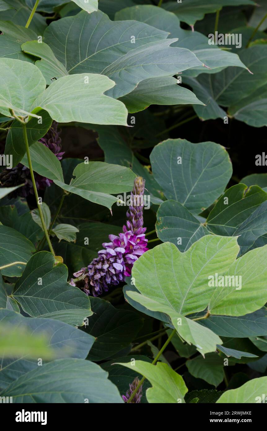 Kudzu Leaf Vs Poison Ivy