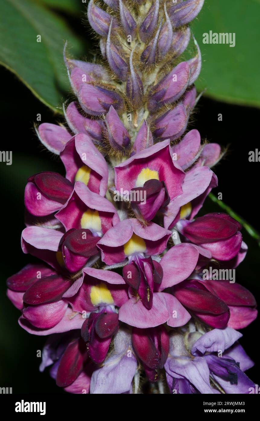 Kudzu hi-res stock photography and images - Alamy