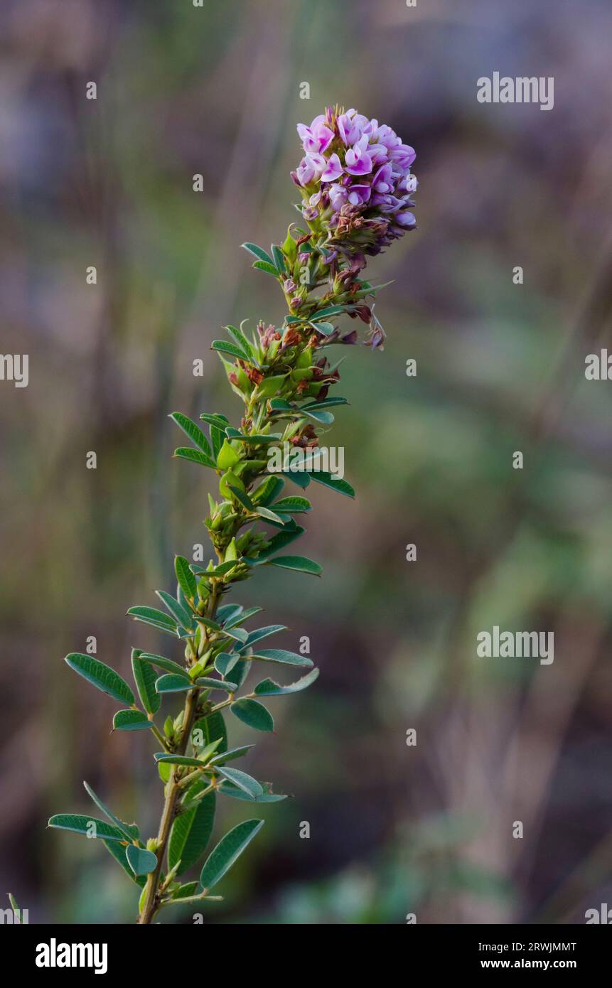 Tall lespedeza hi-res stock photography and images - Alamy