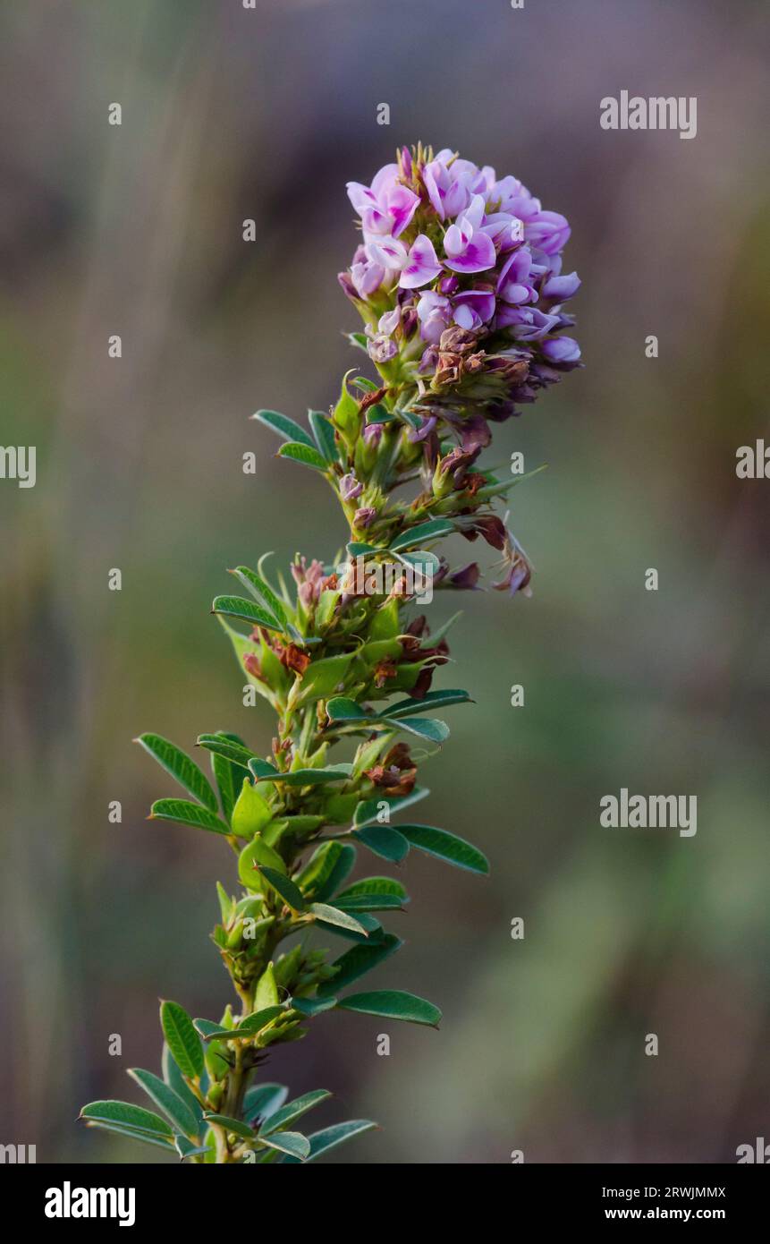 Lespedeza hi-res stock photography and images - Alamy