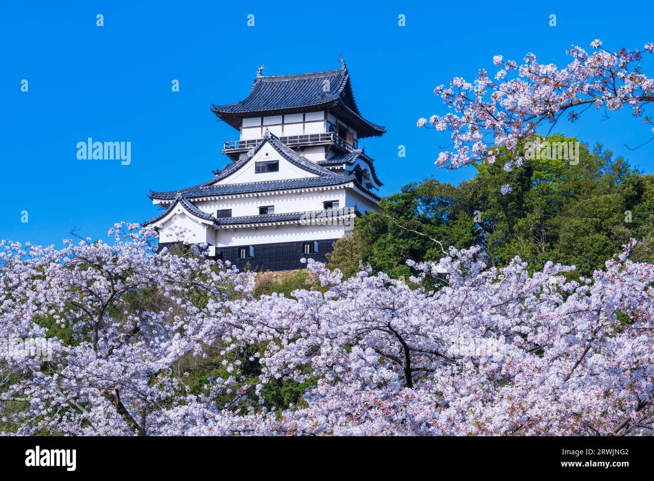 Cherry blossoms inuyama hi-res stock photography and images - Alamy