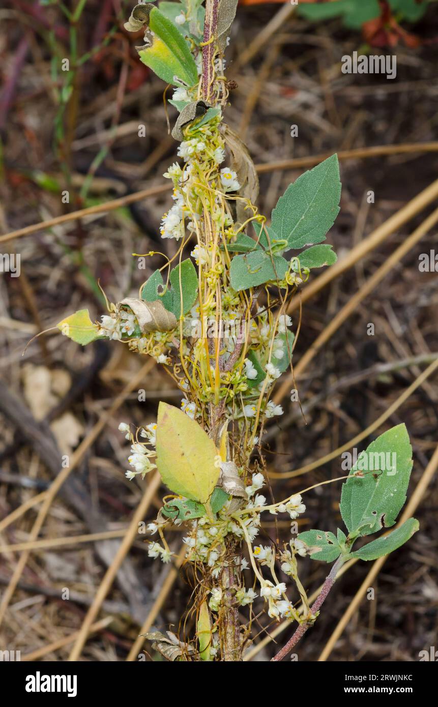 Taper-tip Dodder, Cuscuta attenuata, infesting Sumpweed, Iva annua ...