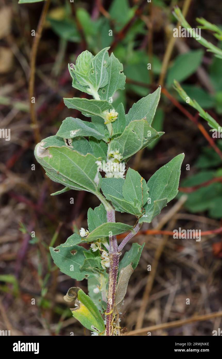 Iva annua hi-res stock photography and images - Alamy