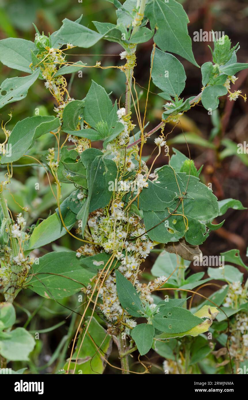 Cuscuta attenuata hi-res stock photography and images - Alamy