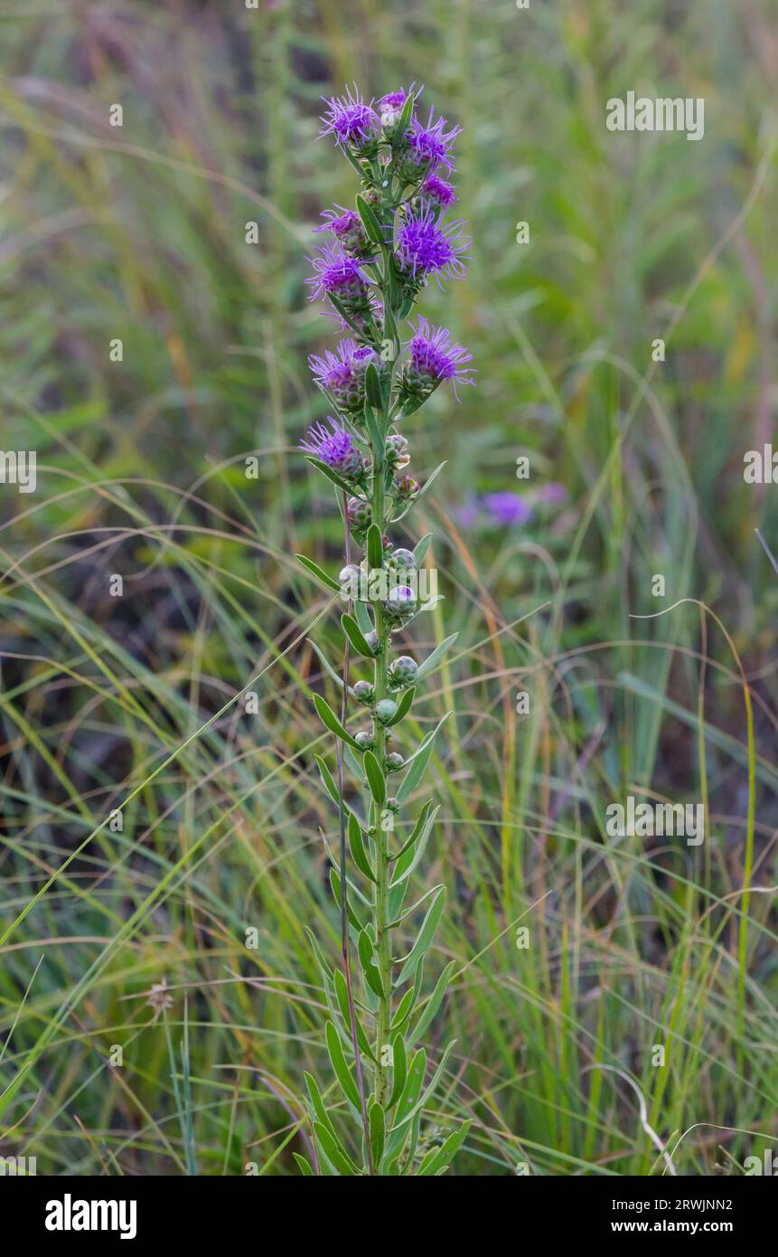 Tall rough blazing star liatris aspera hi-res stock photography and ...