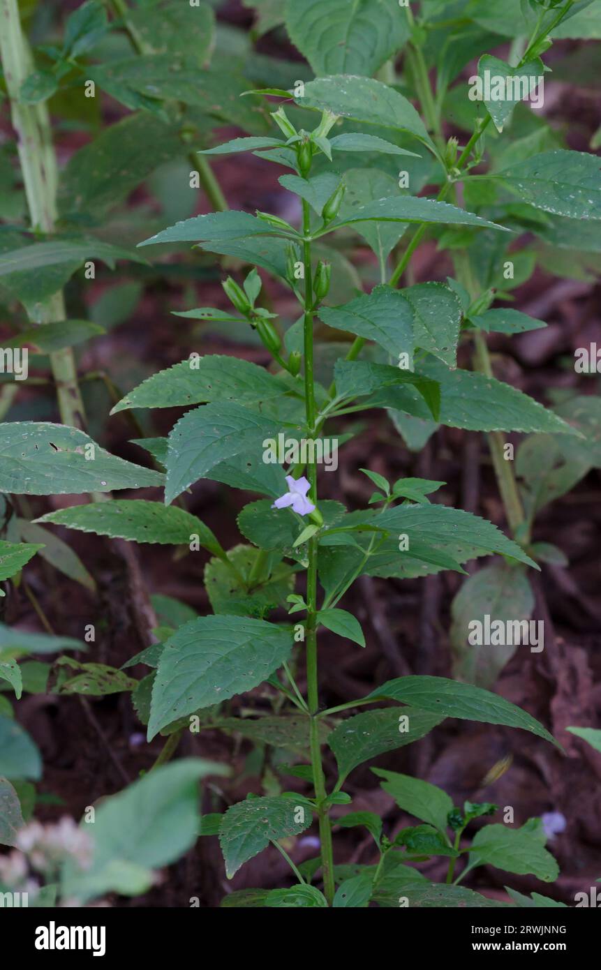Sharpwing monkeyflower hi-res stock photography and images - Alamy