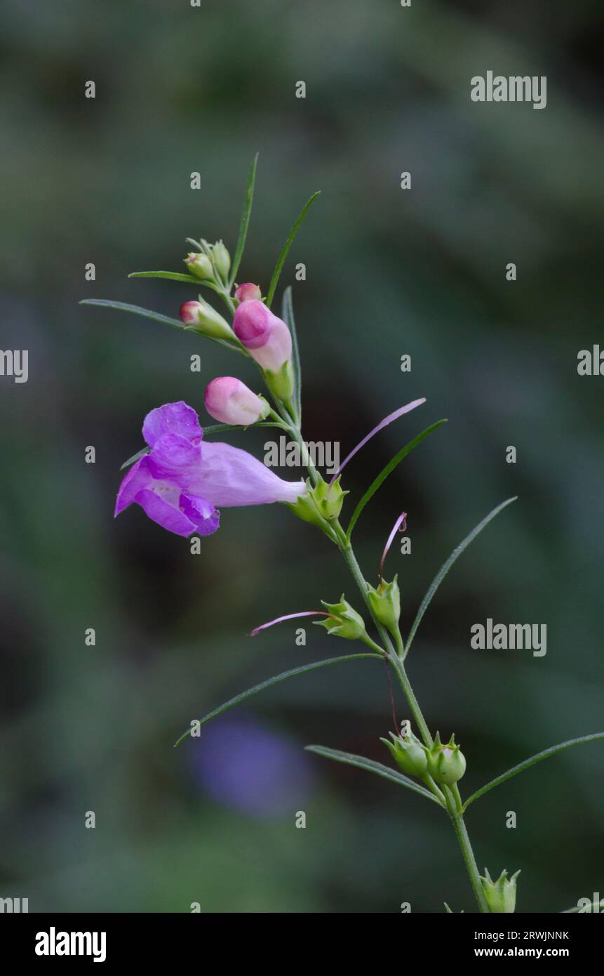 Prairie False-foxglove, Agalinis heterophylla Stock Photo - Alamy