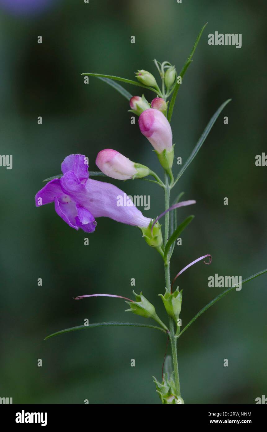 Prairie False-foxglove, Agalinis heterophylla Stock Photo - Alamy