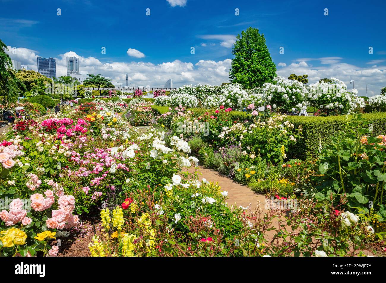 The rose building hi-res stock photography and images - Alamy