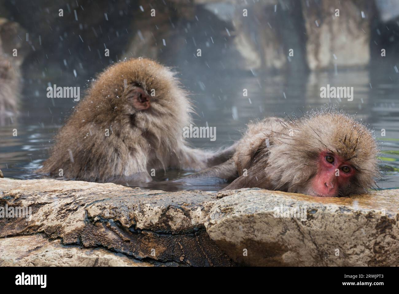 Onsen koen hi-res stock photography and images - Alamy