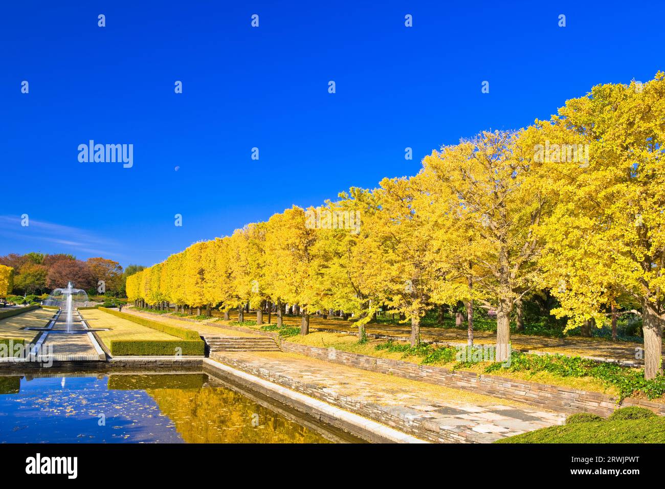 Gingko tree tokyo hi-res stock photography and images - Alamy