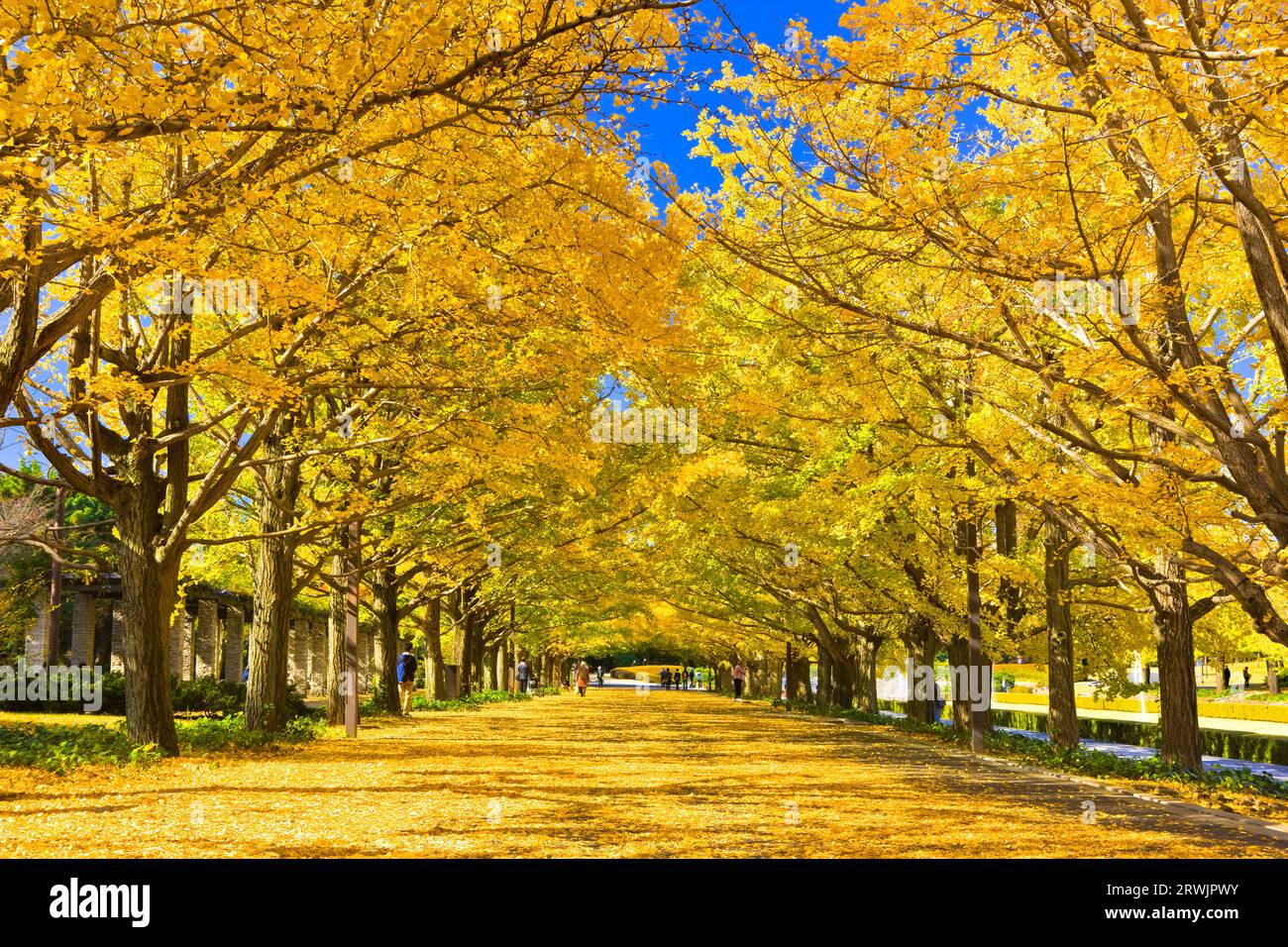 Gingko Trees in Showa Kinen Park Stock Photo - Alamy