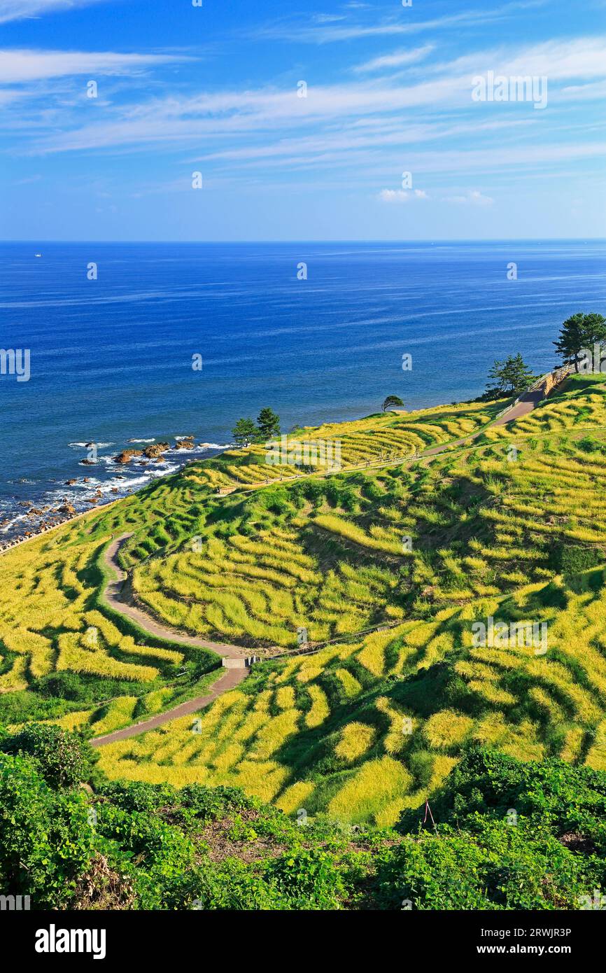 Terraced rice field in Shiraume-Senmaida Stock Photo - Alamy