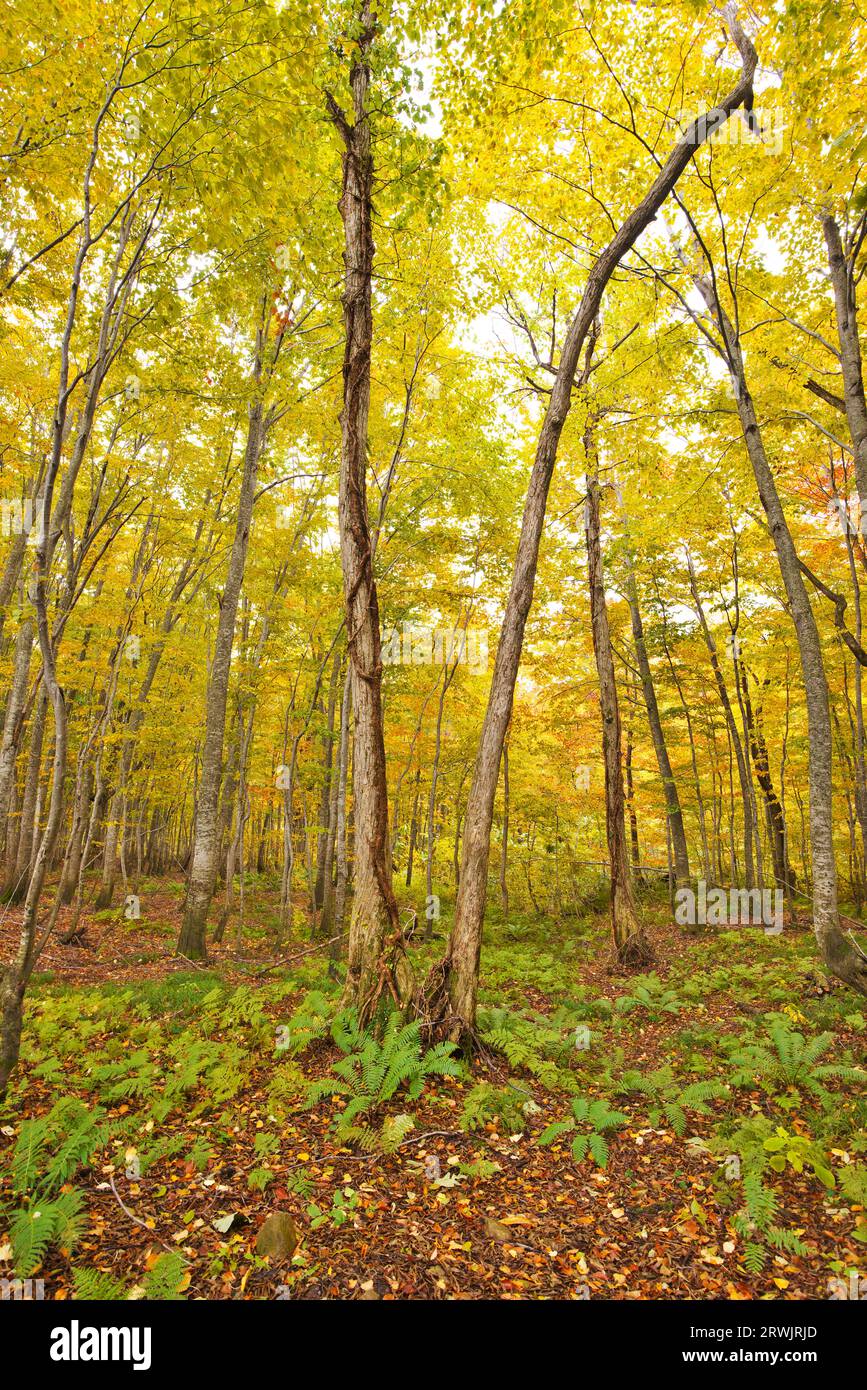 Shirakami Sanchi, Takehtai Beech Forest in Autumn Stock Photo - Alamy