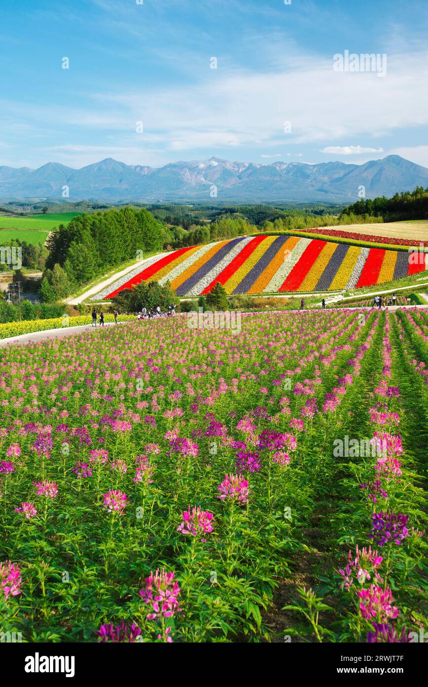 Shikisai no Oka and Tokachidake Mountain Range in Autumn Stock Photo ...