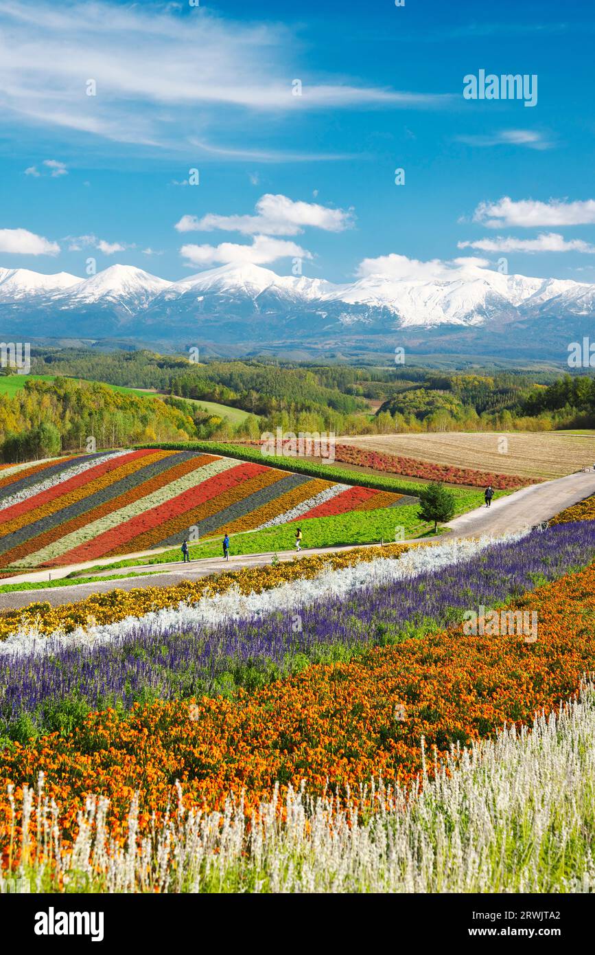 Shikisai no Oka and Tokachidake Mountain Range in Autumn Stock Photo - Alamy