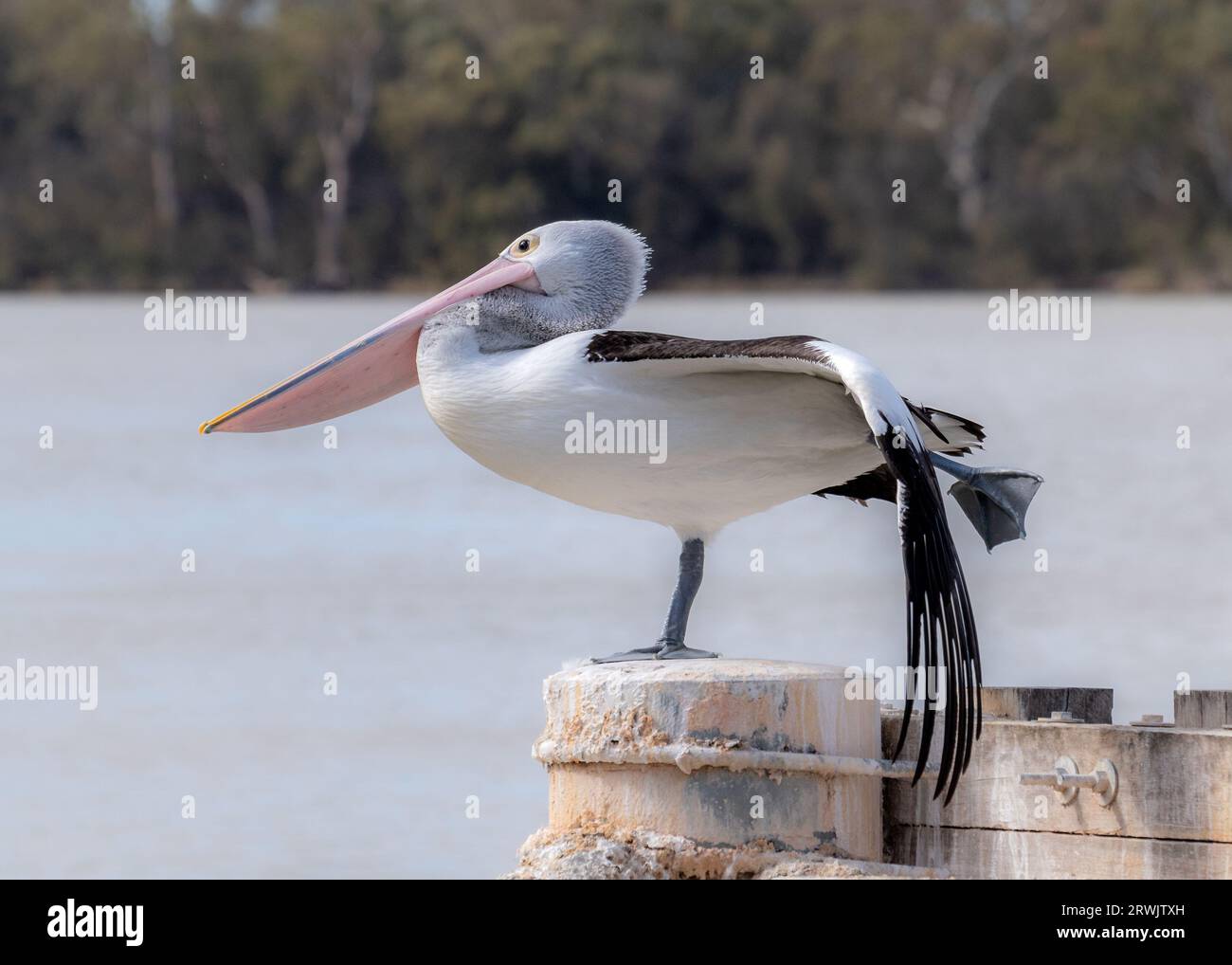 The Australian pelican (Pelecanus conspicillatus) is a large water bird ...