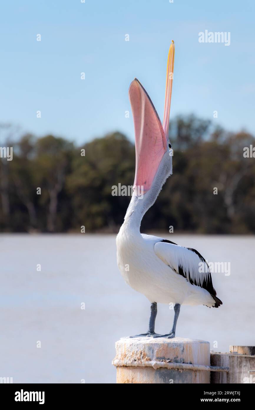 The Australian pelican (Pelecanus conspicillatus) is a large water bird ...