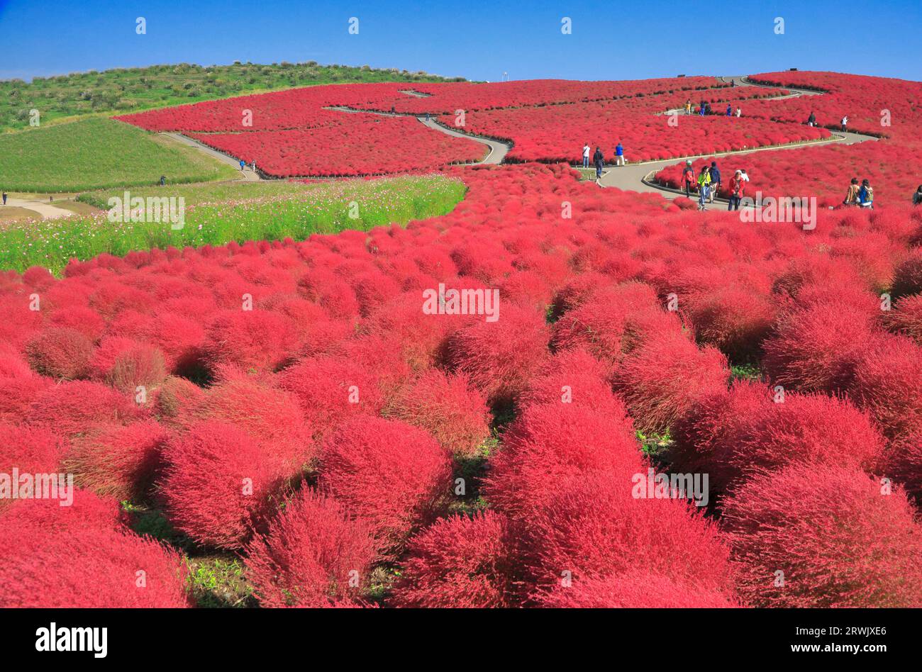 Autumn leaves of kochia Stock Photo - Alamy