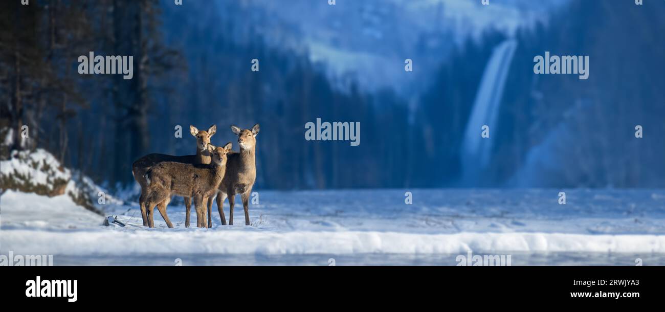 Close three young majestic red deer in winter forest with waterfall ...