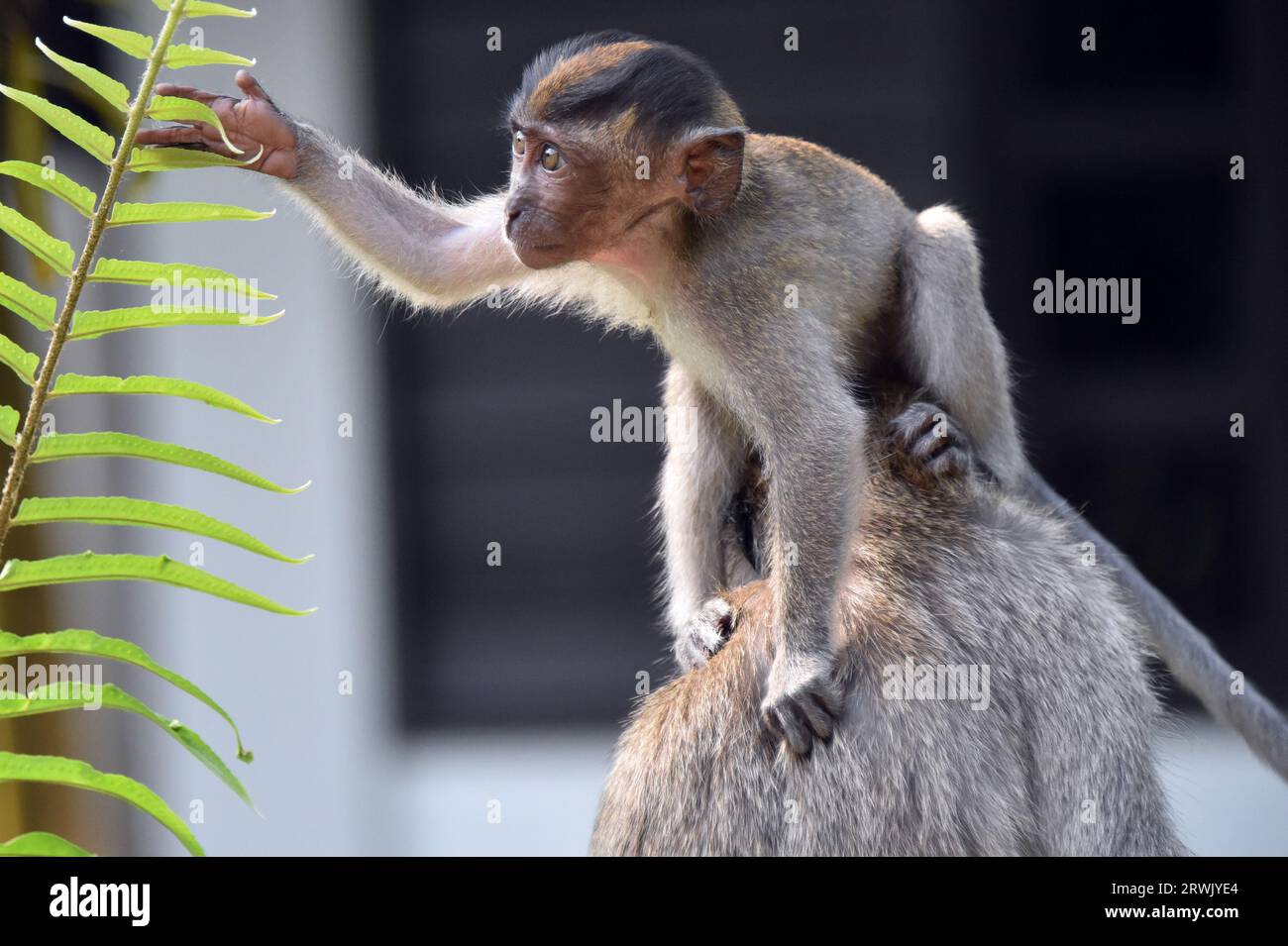 Playful macaque hi-res stock photography and images - Alamy