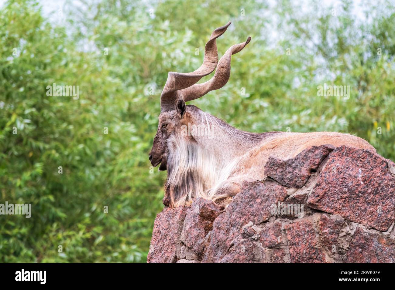 Close-up portrait of Markhor, Capra falconeri, wild goat native to ...