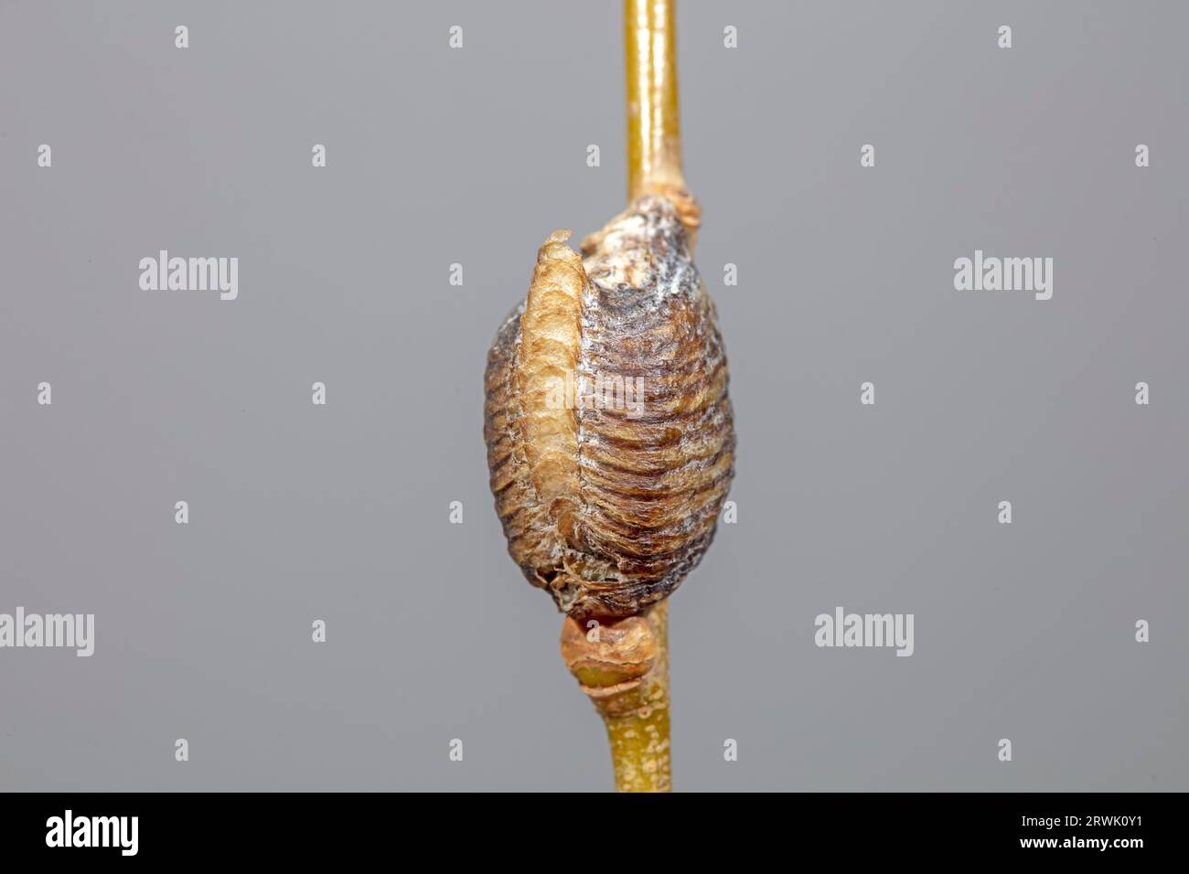 Mantis egg sheaths on branches, North China Stock Photo - Alamy