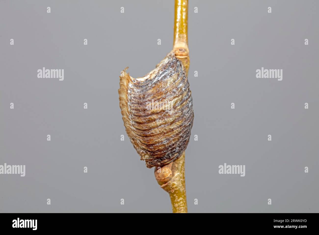 Mantis egg sheaths on branches, North China Stock Photo - Alamy