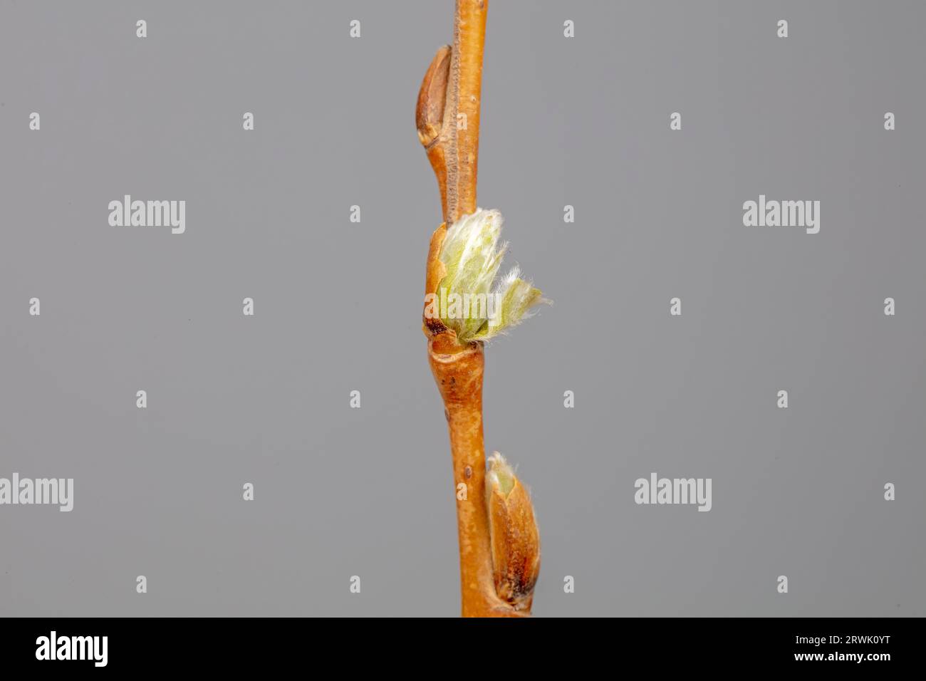 Willow buds in natural state Stock Photo - Alamy