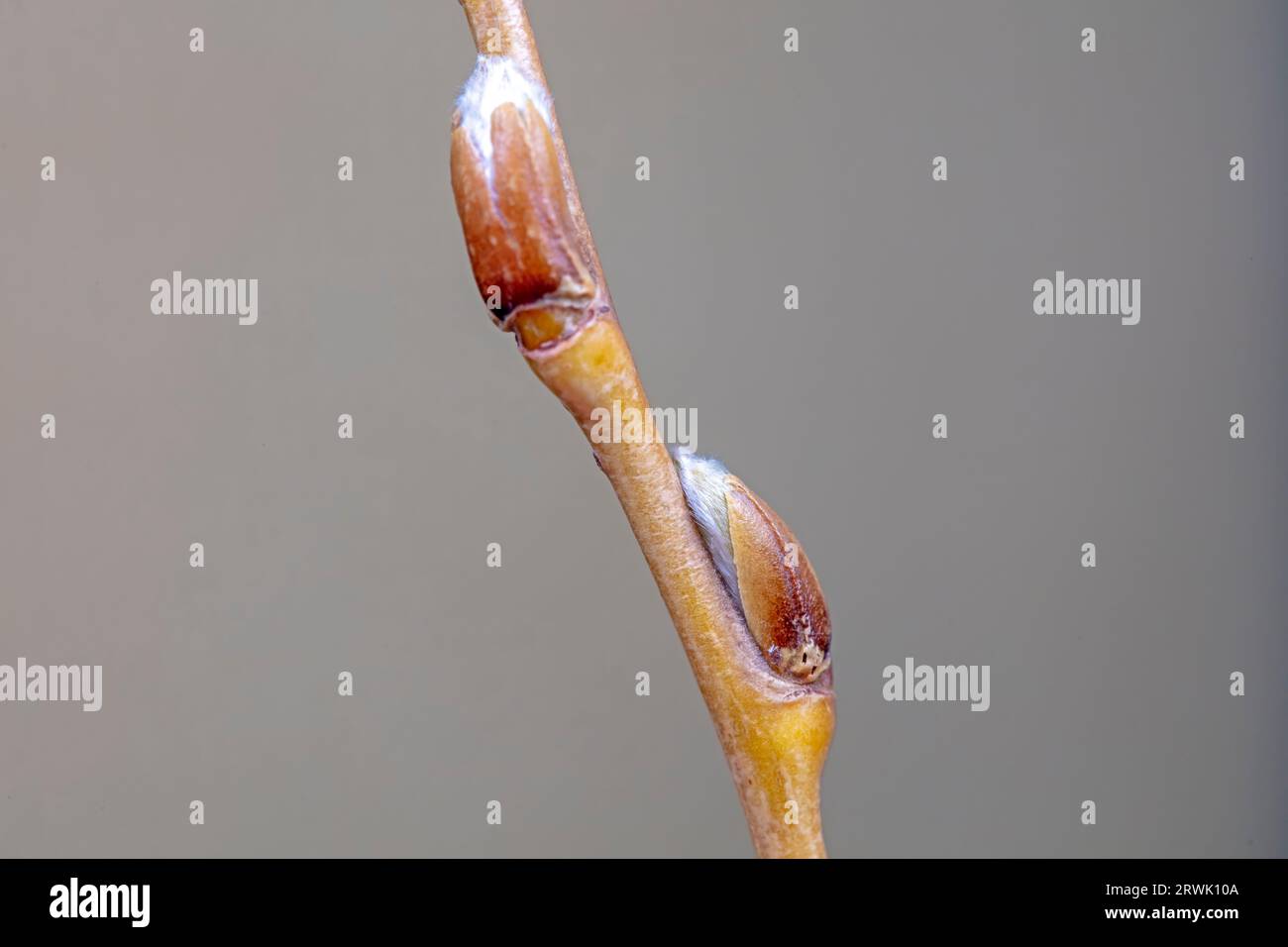 Willow buds in natural state Stock Photo - Alamy