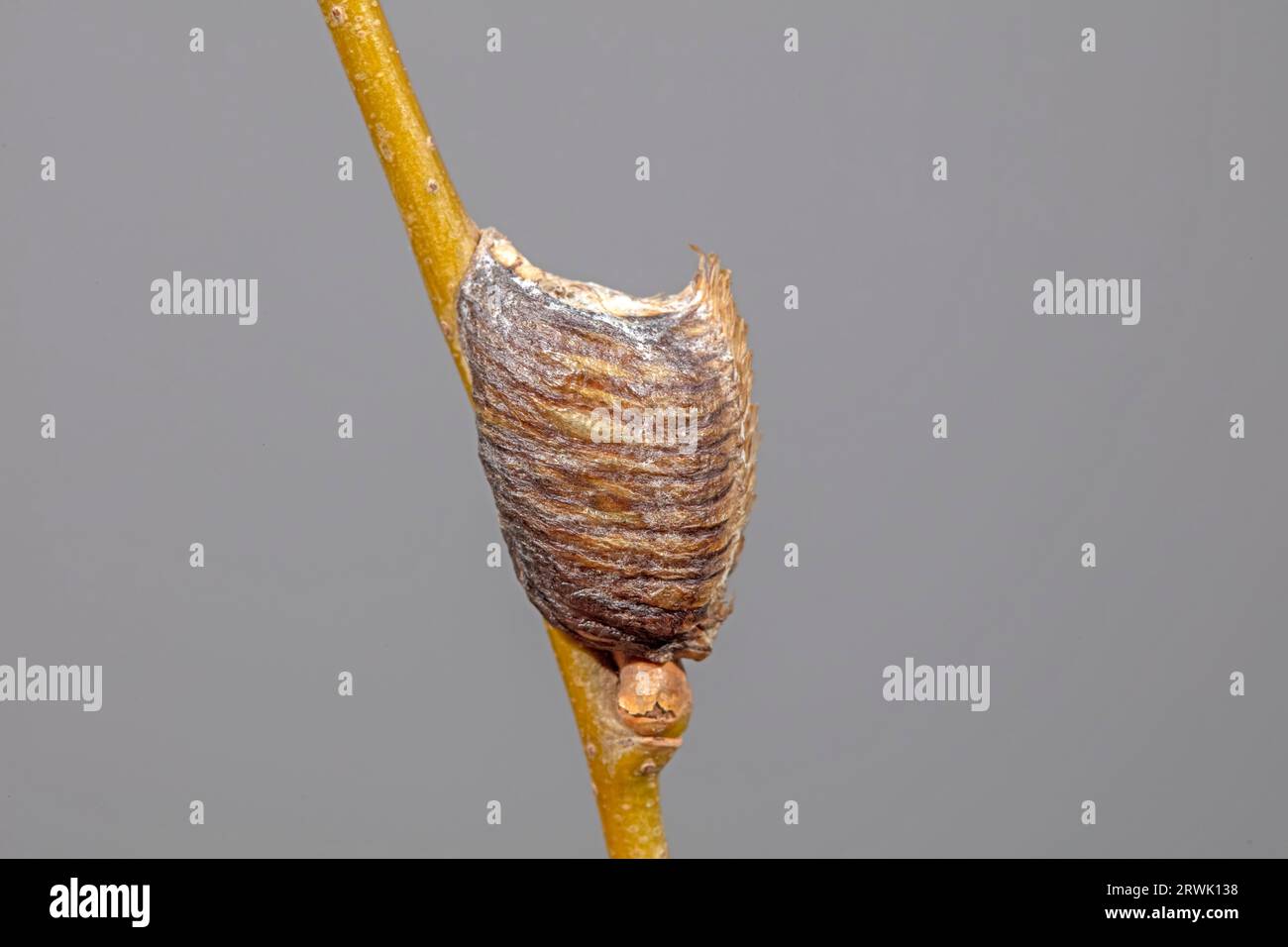 Mantis egg sheaths on branches, North China Stock Photo - Alamy