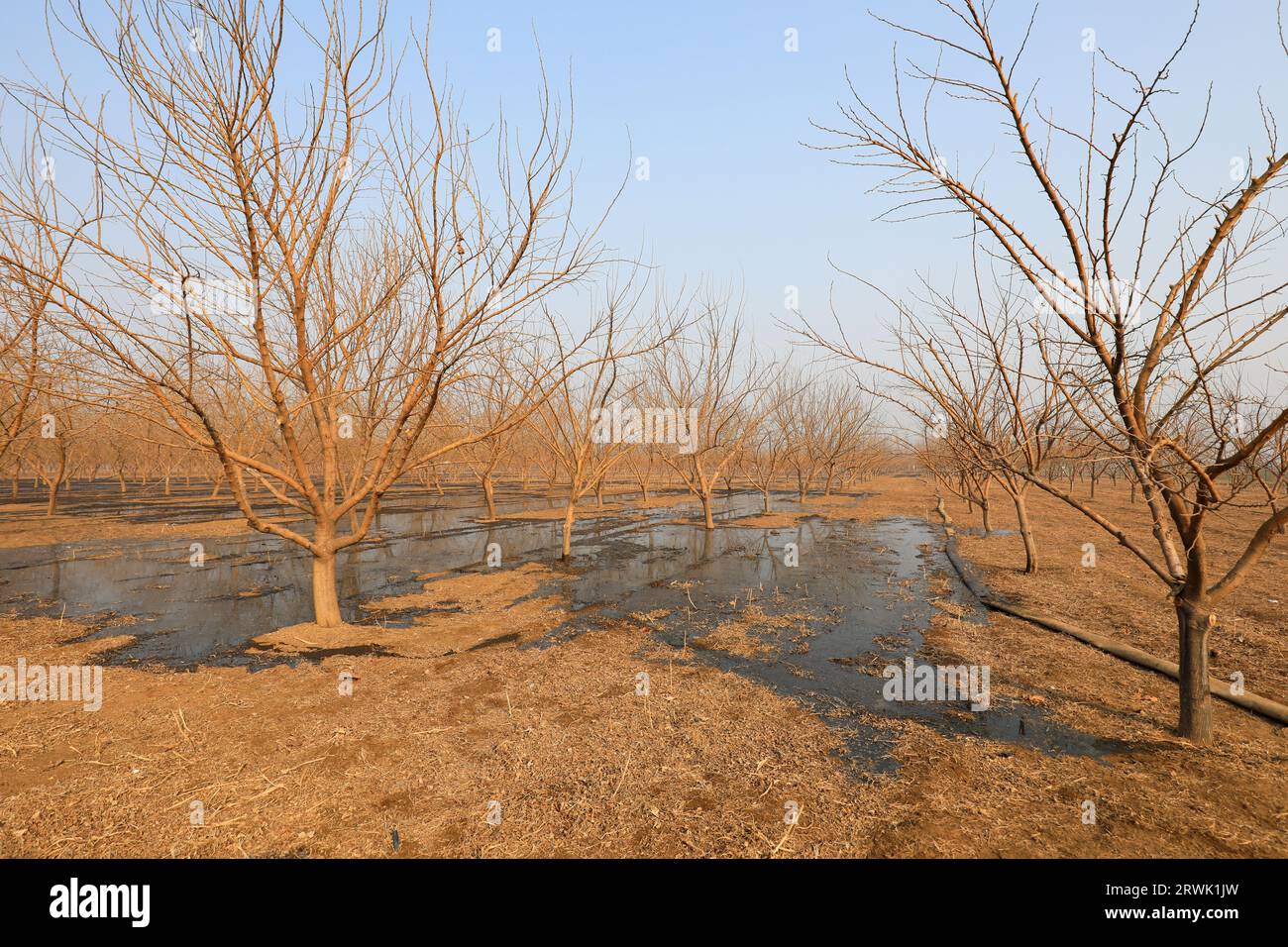 Mulberry forest irrigated by biogas slurry, North China Stock Photo - Alamy