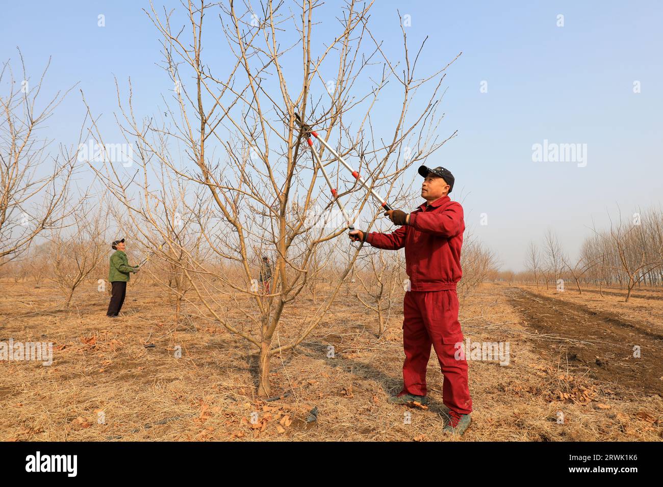 Chinese workers pruning trees hi-res stock photography and images - Alamy