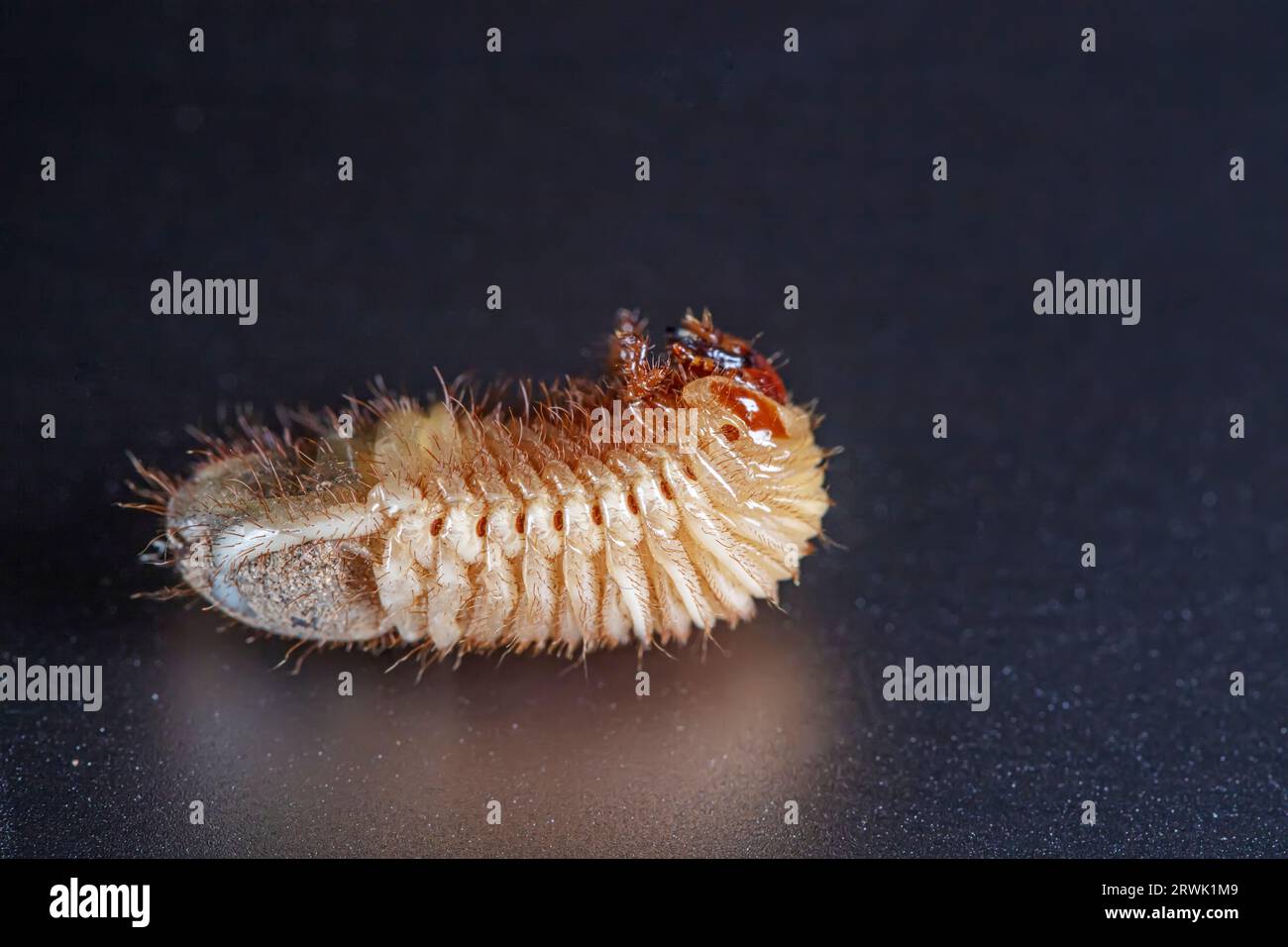 Grub, the larva of a Coleoptera insect Stock Photo - Alamy