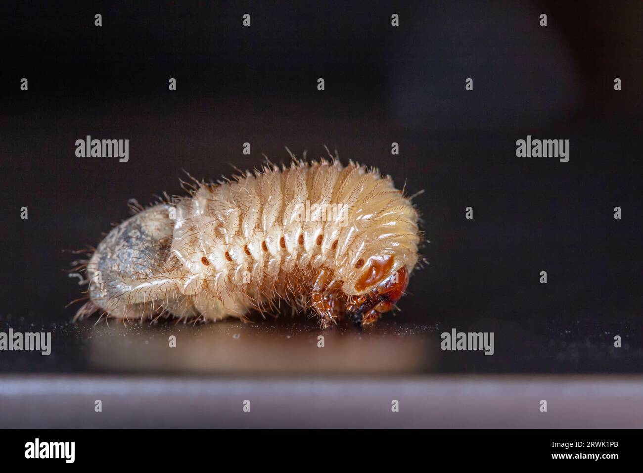 Grub, the larva of a Coleoptera insect Stock Photo - Alamy