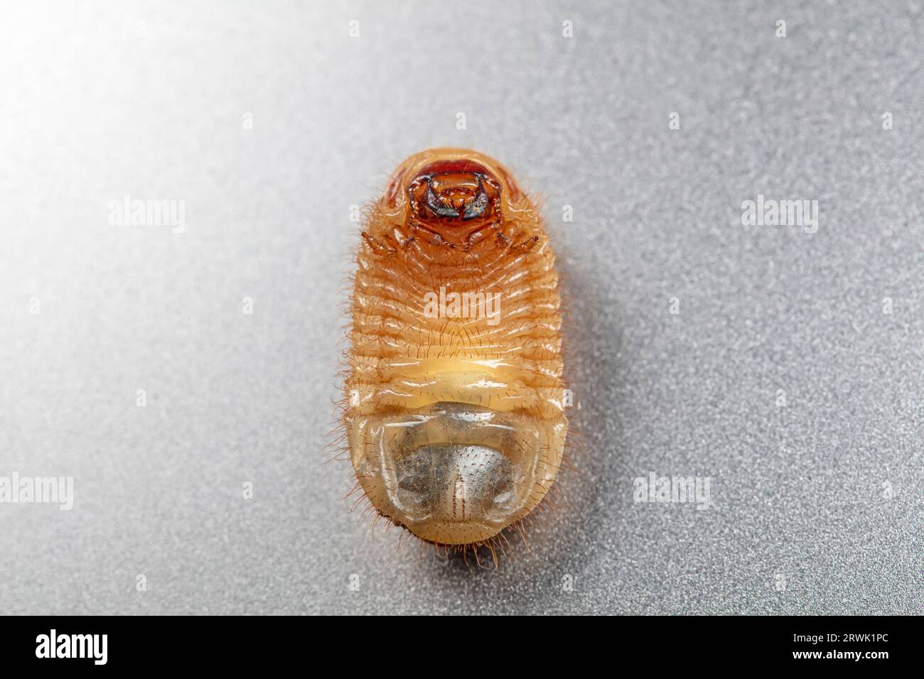 Grub, the larva of a Coleoptera insect Stock Photo - Alamy