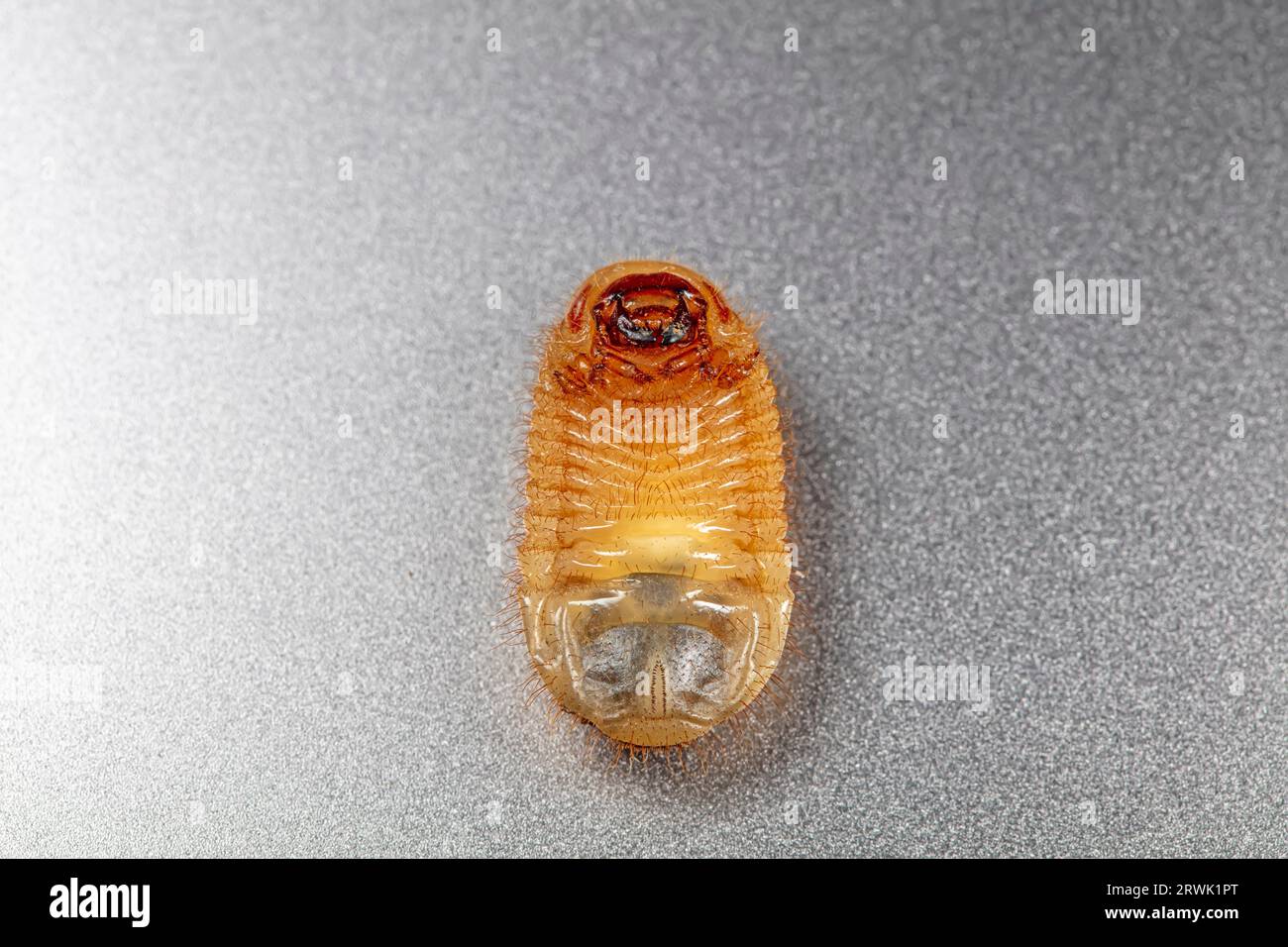Grub, the larva of a Coleoptera insect Stock Photo - Alamy