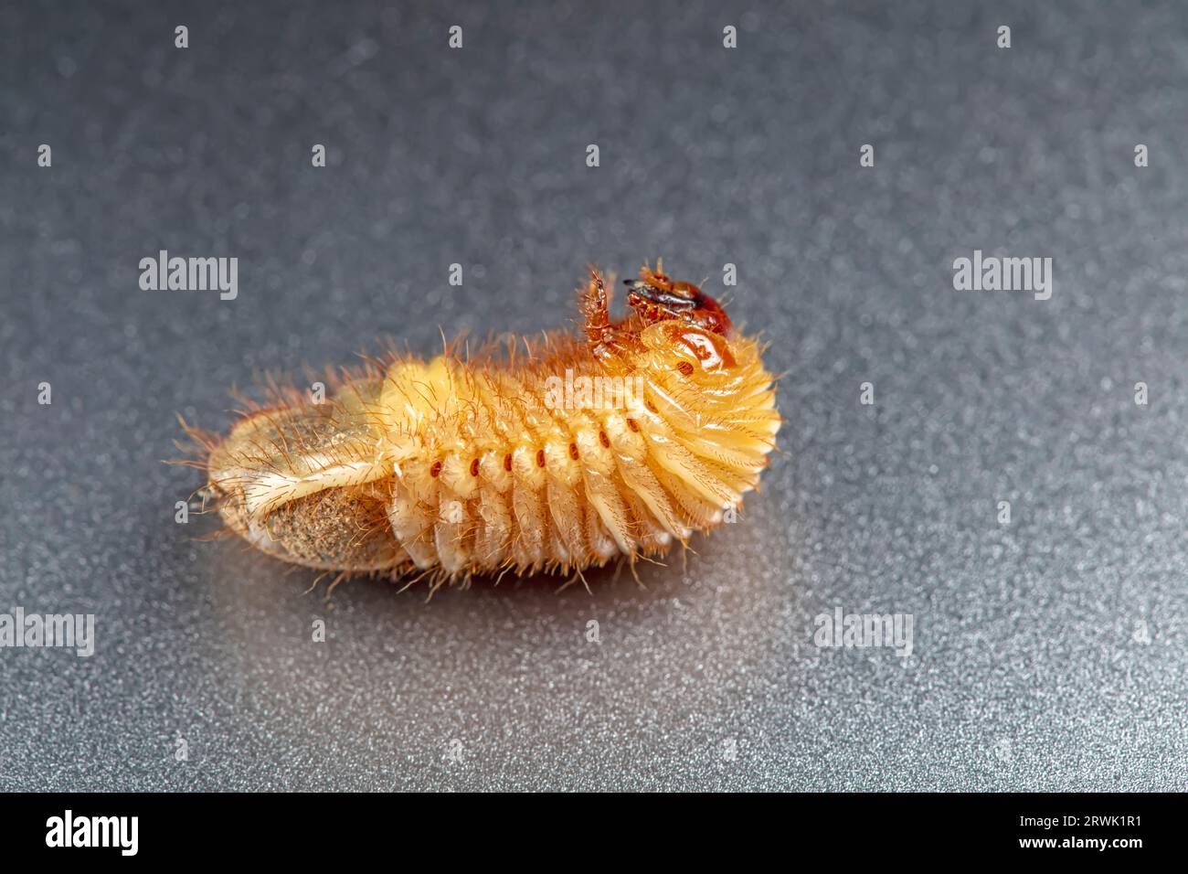 Grub, the larva of a Coleoptera insect Stock Photo - Alamy