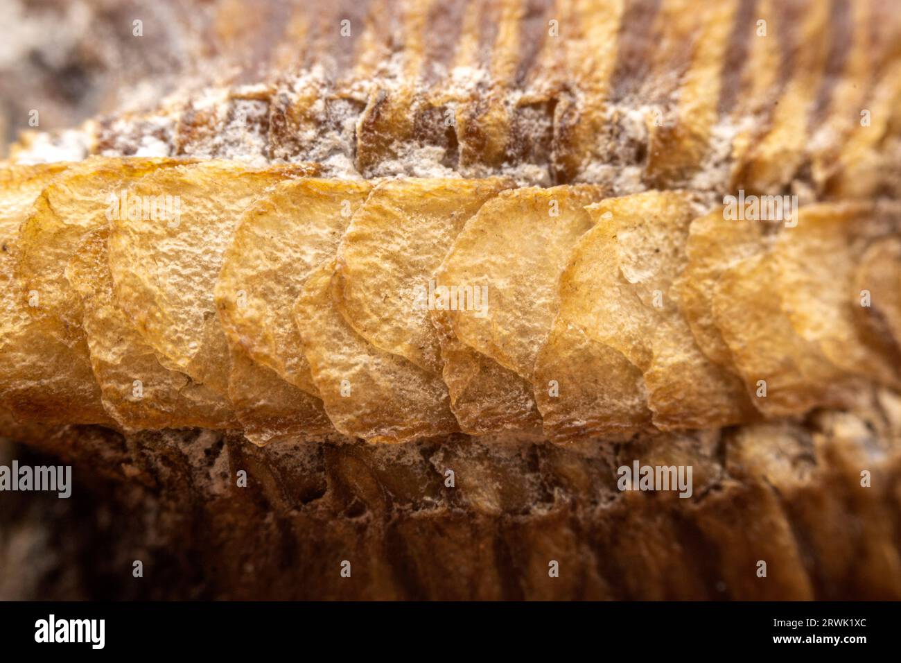 Mantis egg sheath texture, close-up photo Stock Photo - Alamy