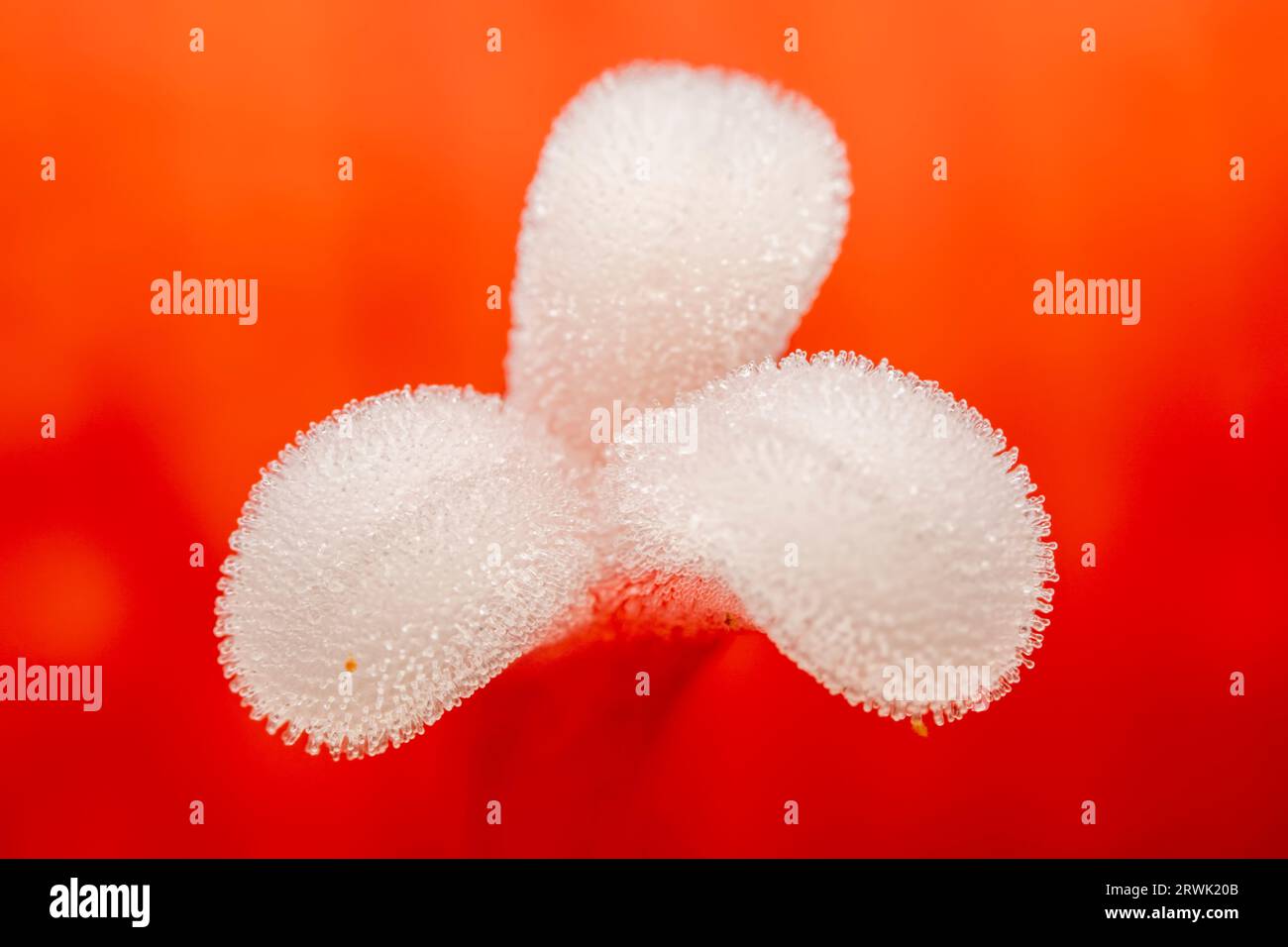 Cinnabar red stamen stigma, macro photo Stock Photo - Alamy