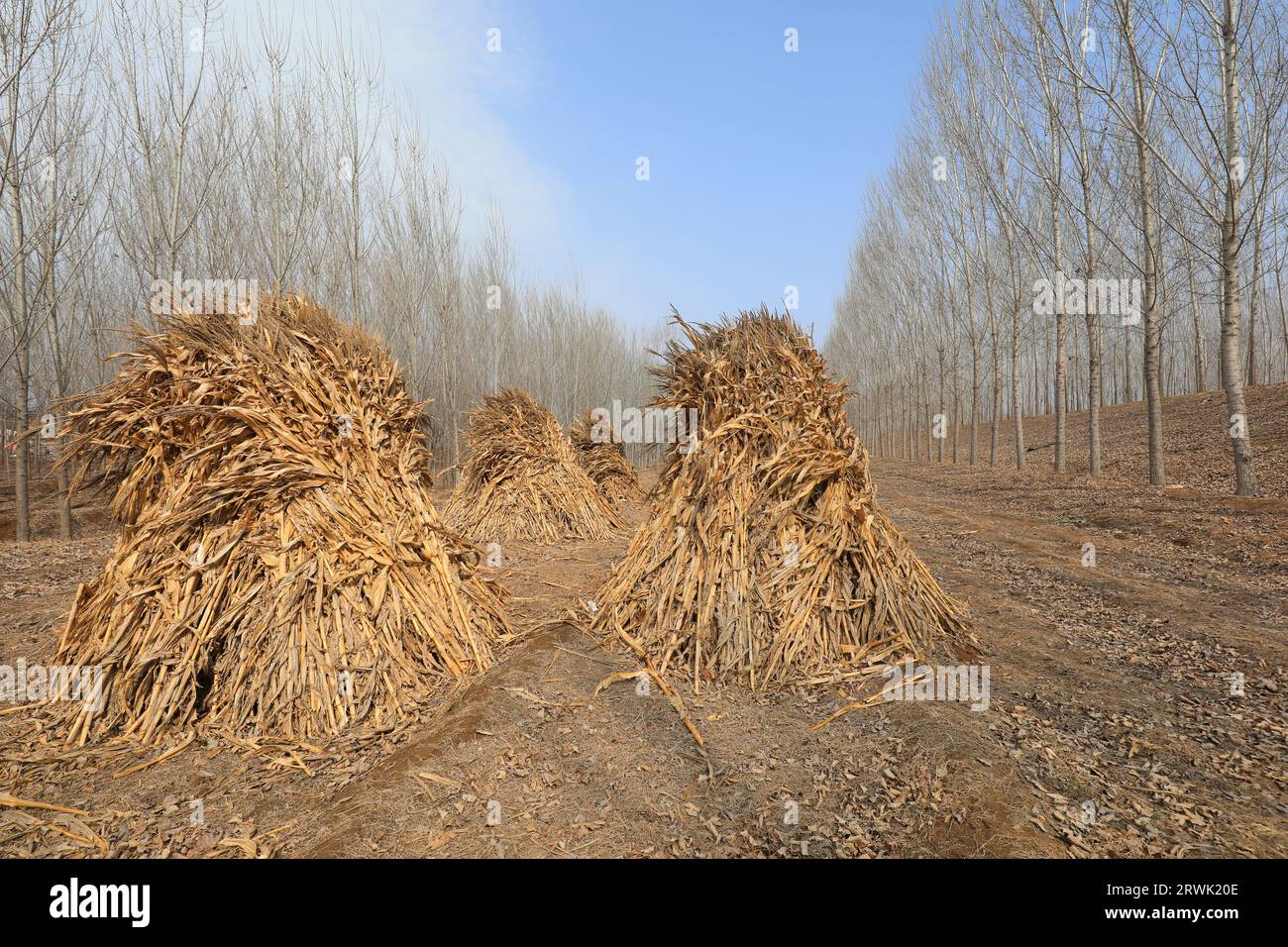 Drying corn stalks hi-res stock photography and images - Alamy